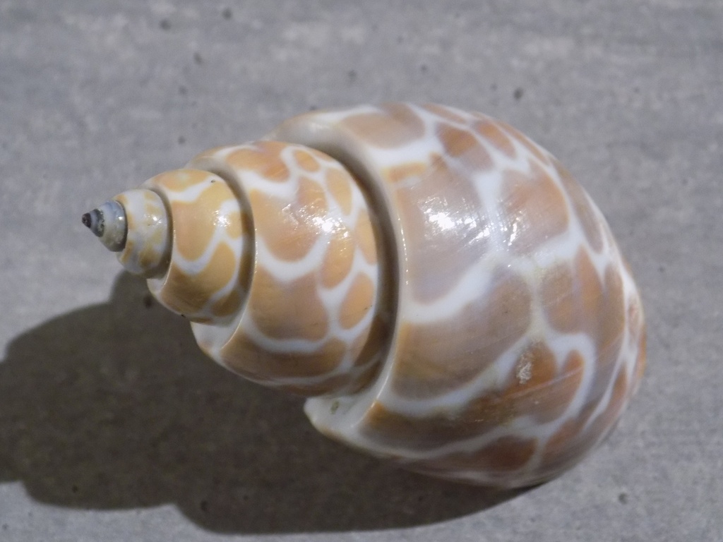 BABYLONIIDAE BABYLONIA SPIRATA | Nautilus 2